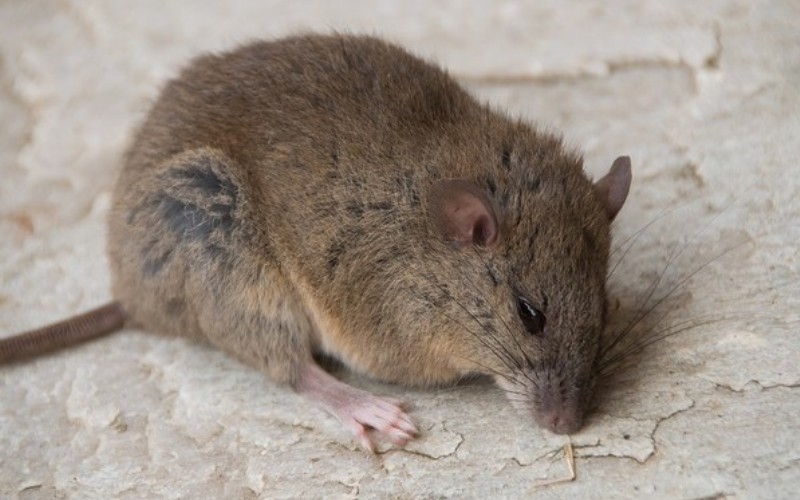 Australian rat becomes first mammal to go extinct due to climate change