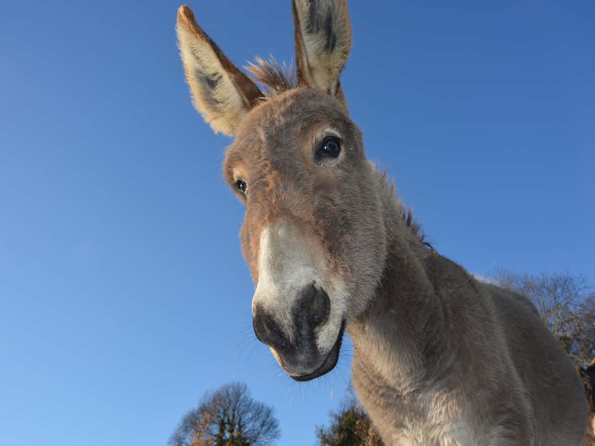 Sale Of Donkey Meat Flourishing In AP Sale Of Donkey Meat Flourishing In AP