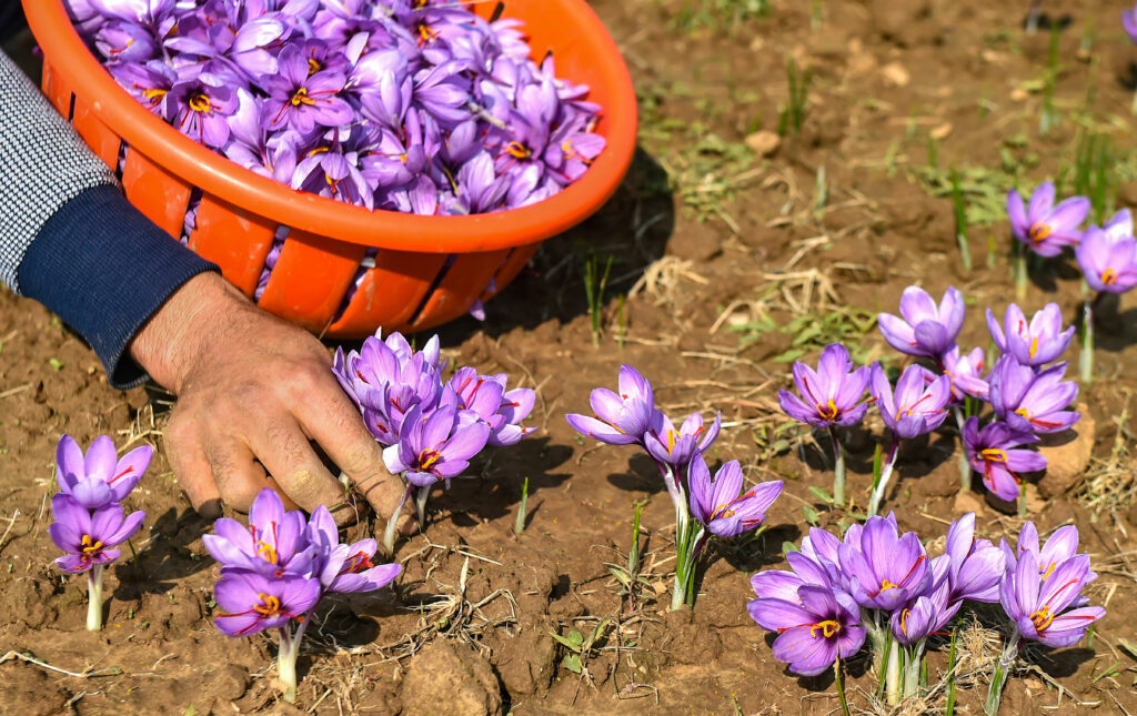 Photos: Saffron harvest in Kashmir’s Pampore - The Siasat Daily – Archive