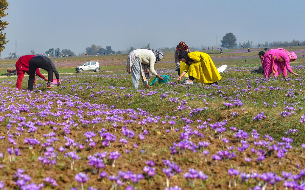 Photos: Saffron harvest in Kashmir’s Pampore - The Siasat Daily – Archive