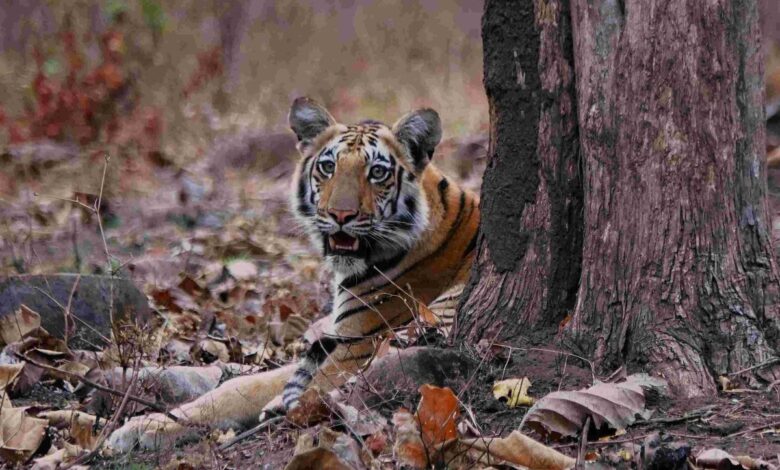Telangana: Fear grips Sirpur Kagaznagar mandal after two tiger attacks