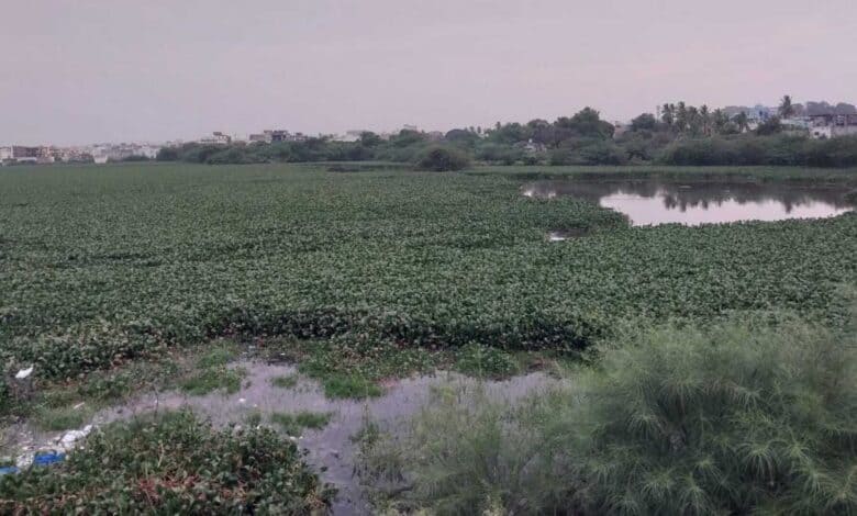 Hyderabad: Gurram Cheruvu reduced to polluted water body