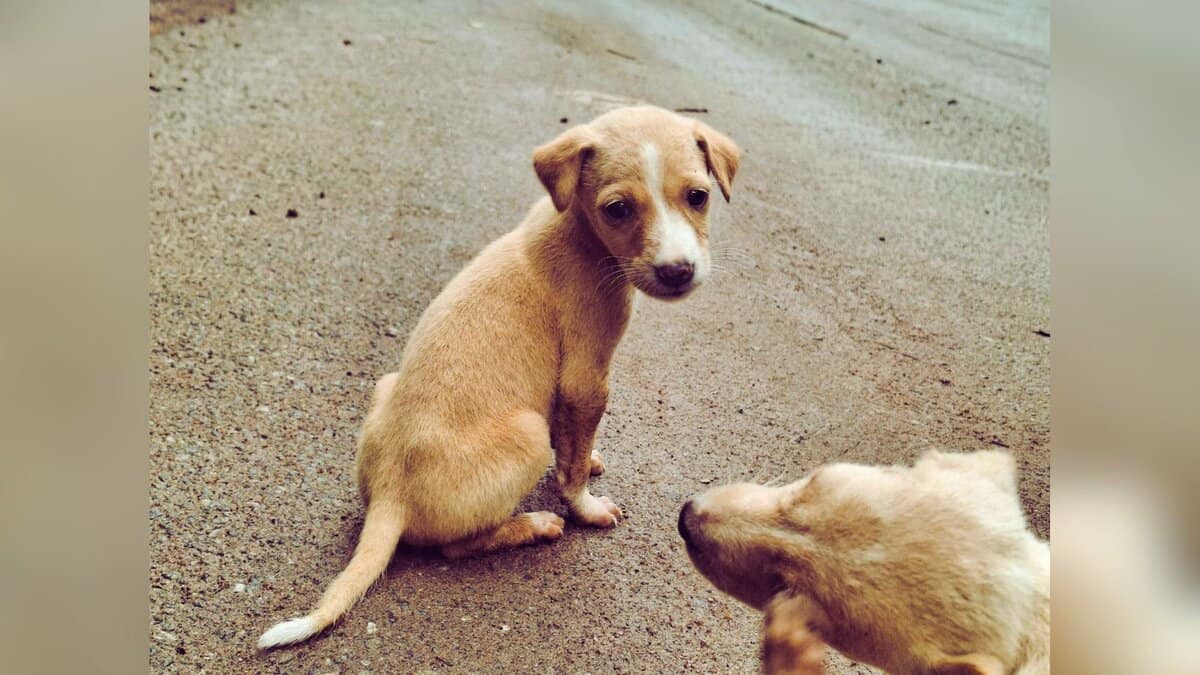 PETA writes to PM Modi urging humane management of stray dogs, cattle