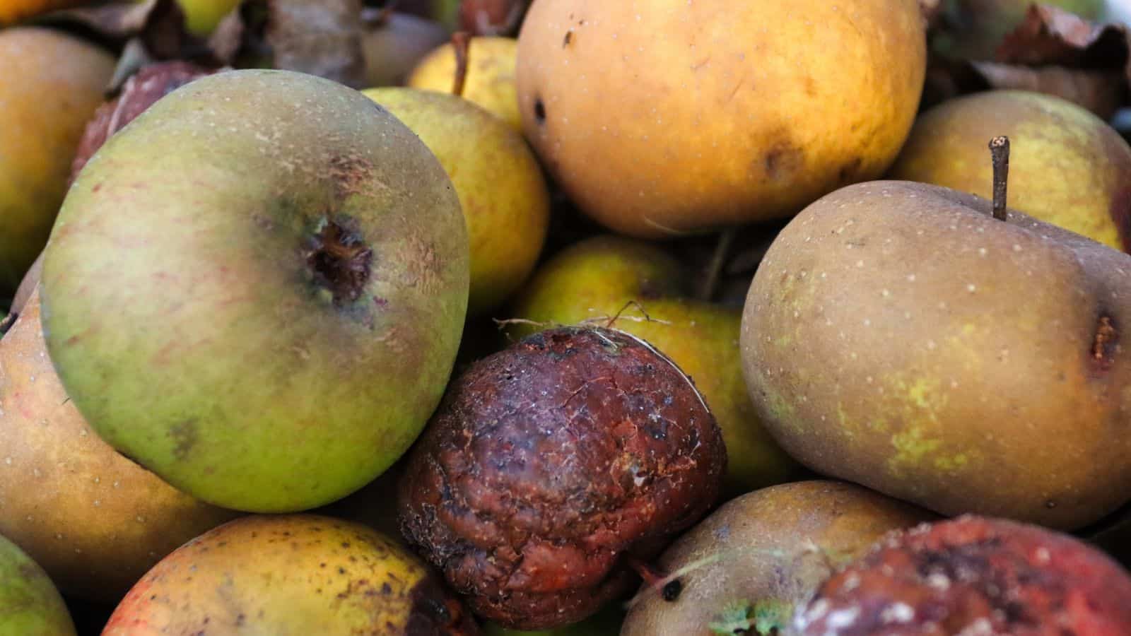 Rotten fruits, reused oil seized at Hanamkonda eatery after plastic ...