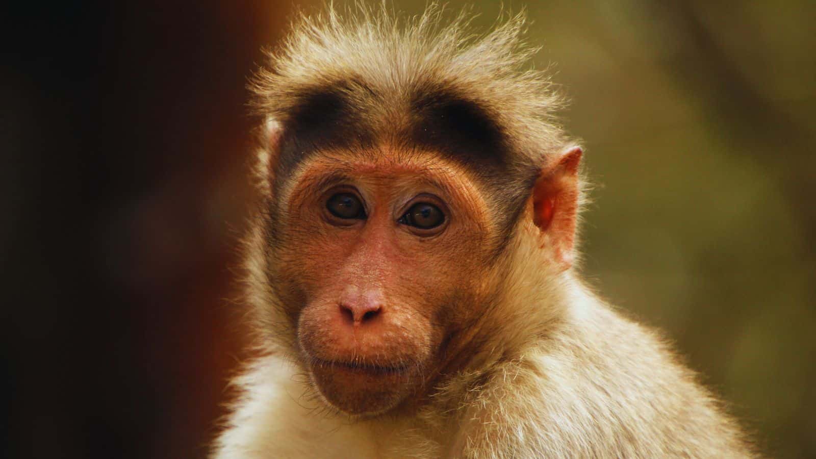 UP: Money rains down from tree as monkey flees with bag containing Rs 2 ...