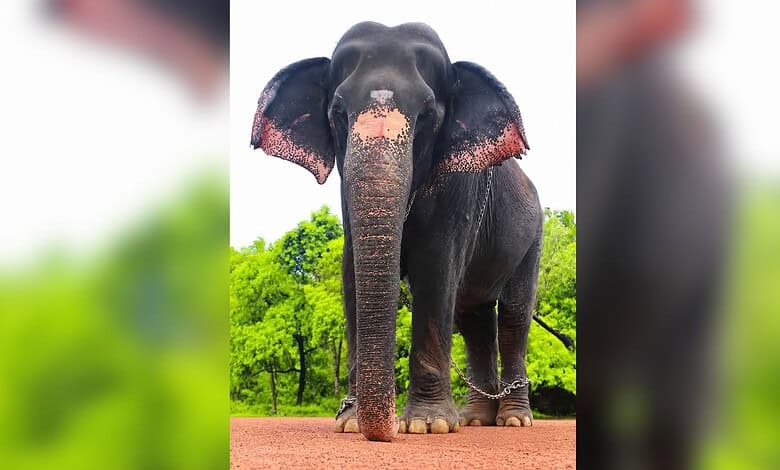 Kerala elephant Sreedevi to lead Hyderabad’s Bibi Ka Alam