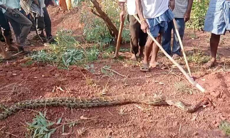 Video: Python causes panic among workers in Telangana