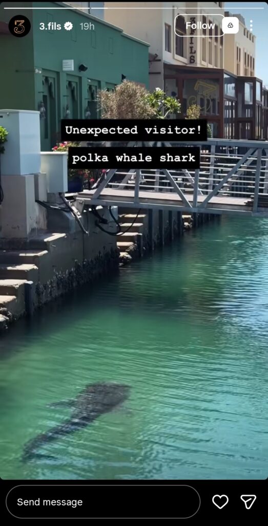 Rare whale shark spotted near popular Dubai restaurant